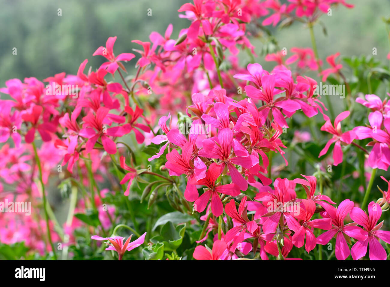 Geranium, flower, Italy Stock Photo - Alamy