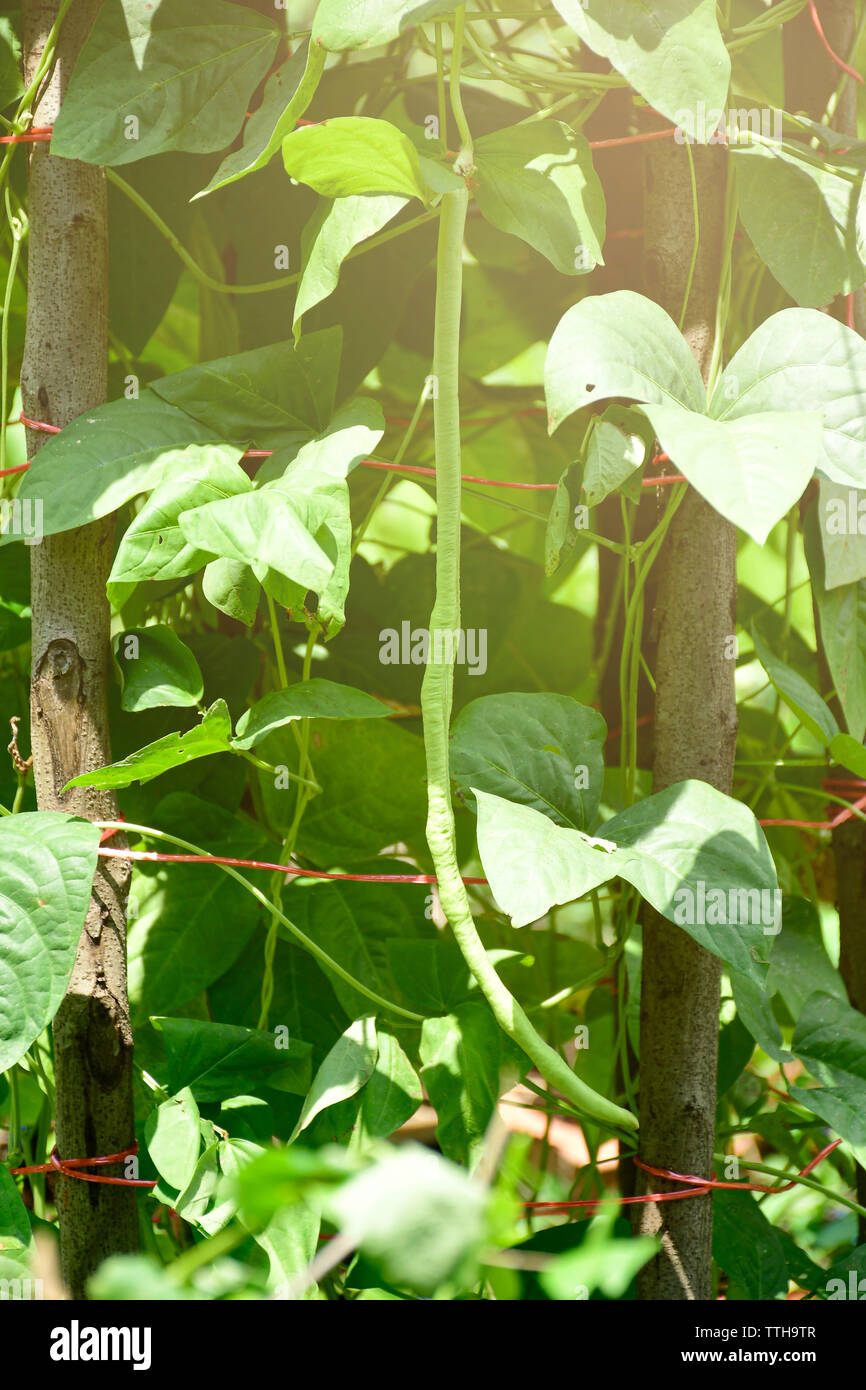 Vigna unguiculata hi-res stock photography and images - Alamy