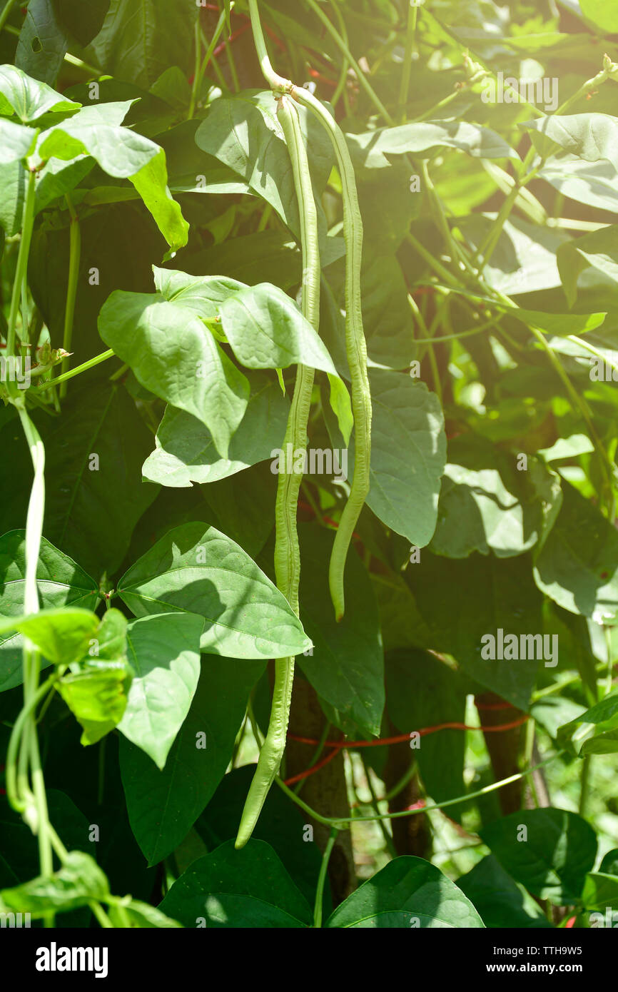 Vigna unguiculata hi-res stock photography and images - Alamy