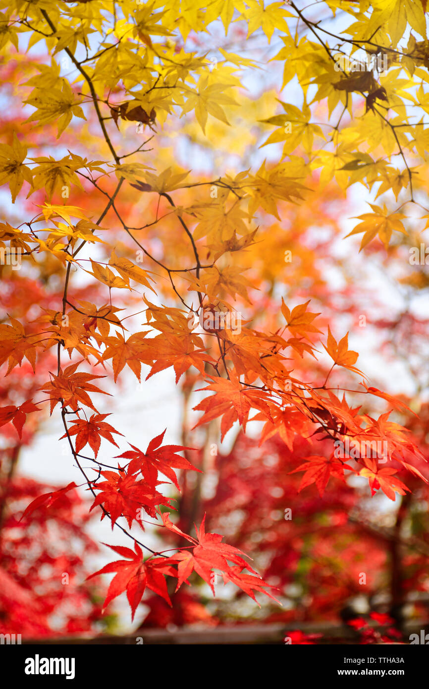 Japanese Maple Autumn Fire High Resolution Stock Photography and Images ...