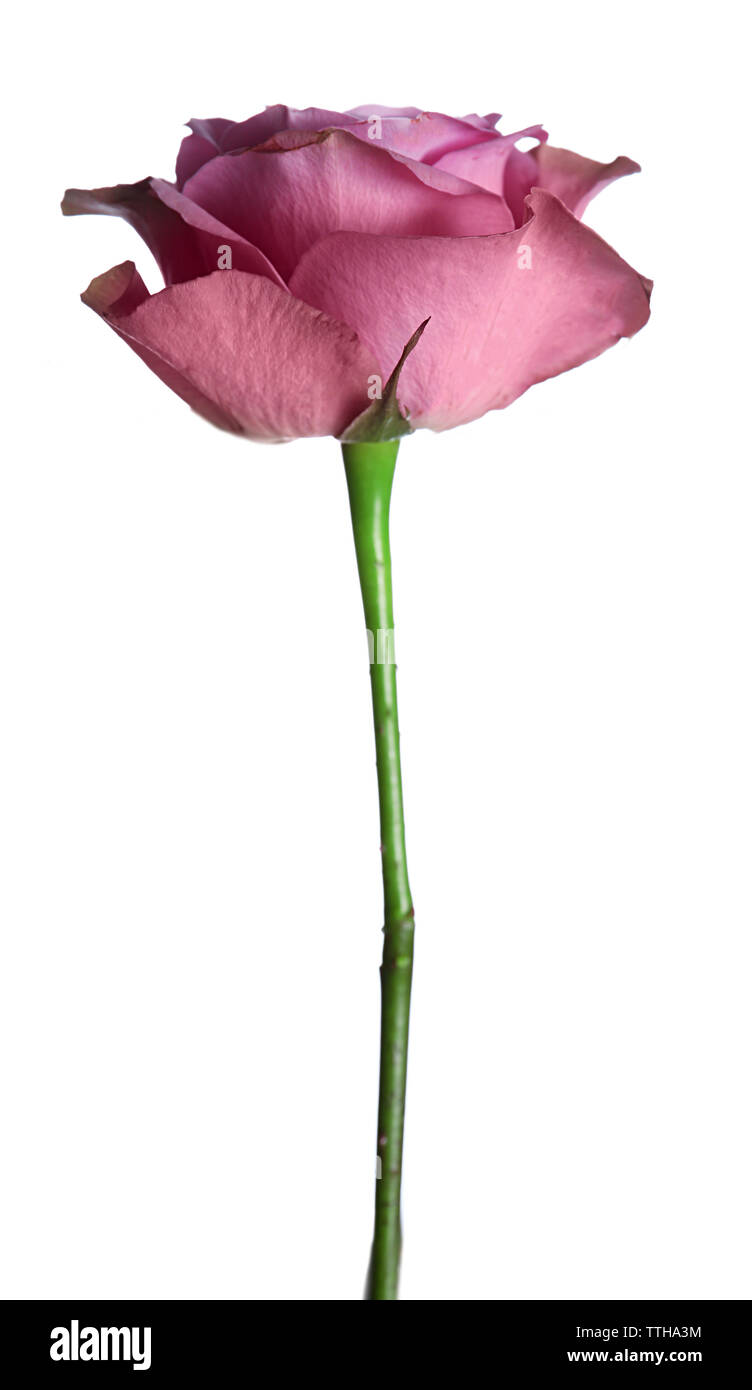 Rose isolated on white Stock Photo - Alamy