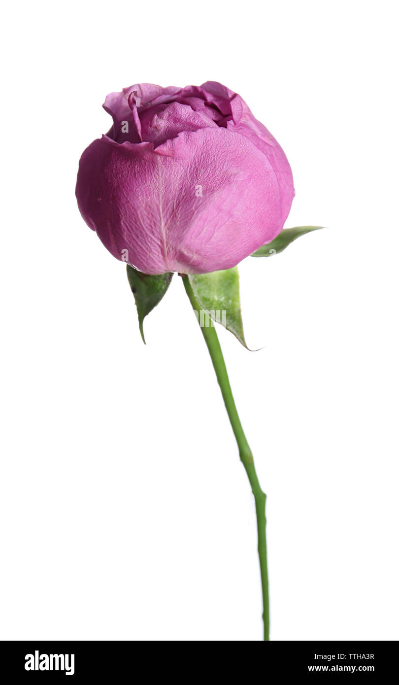 Rose isolated on white Stock Photo - Alamy