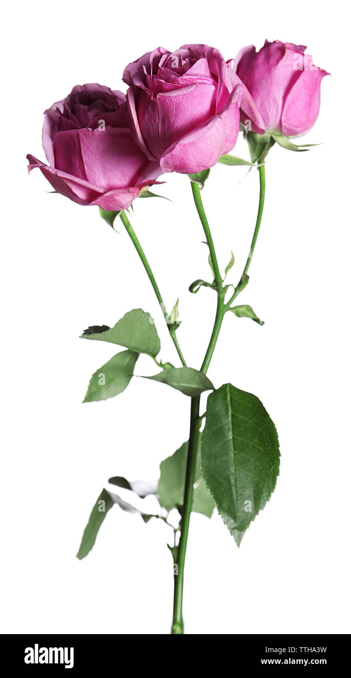 Rose isolated on white Stock Photo - Alamy