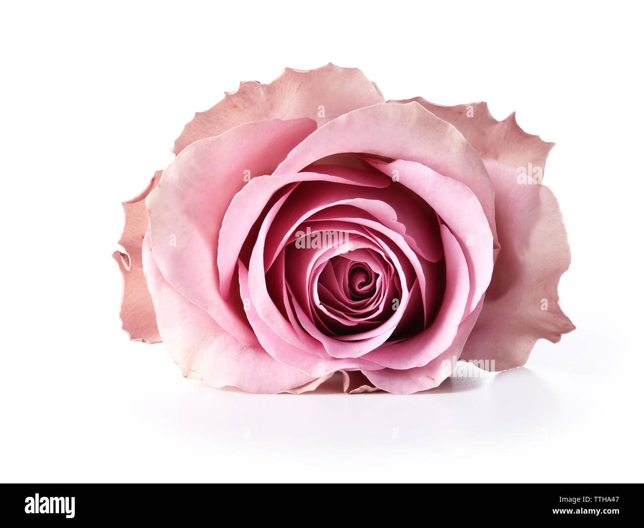 Rose isolated on white Stock Photo - Alamy