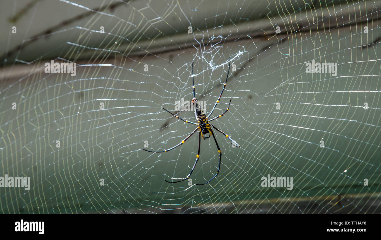 A female giant woods spider in the mountain forest of Taipei, big legs ...