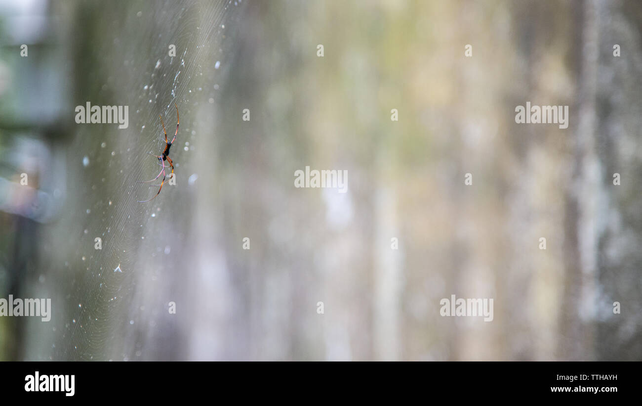 A spider in the forest area at Taiwan. Orb-web spider between the trees ...
