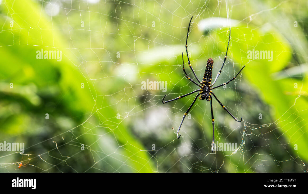 A female giant woods spider in the mountain forest of Taipei, big legs ...