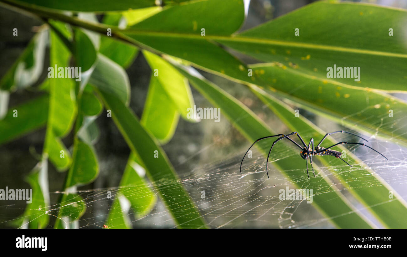 A female giant woods spider in the mountain forest of Taipei, big legs ...