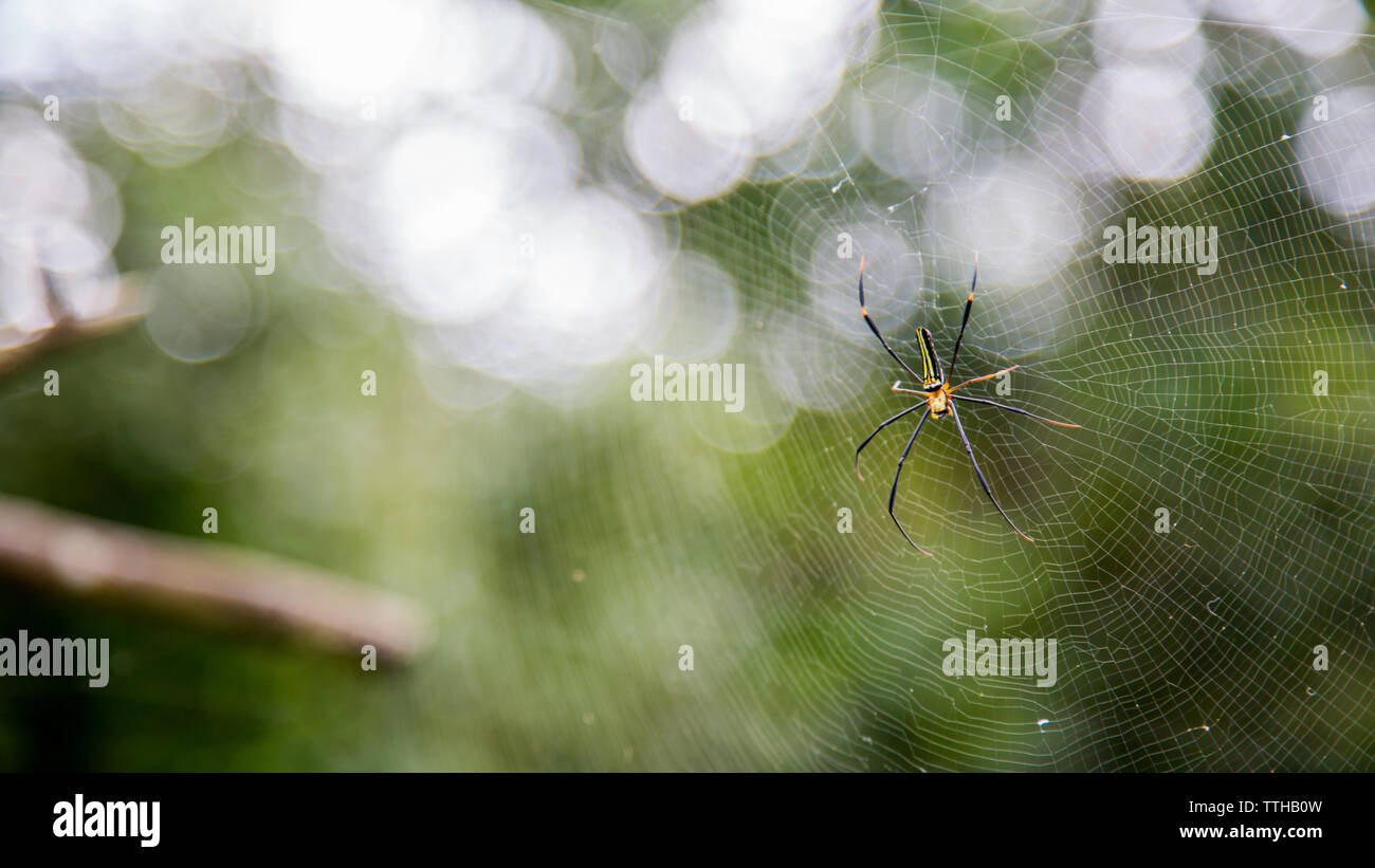 A female giant woods spider in the mountain forest of Taipei, big legs ...
