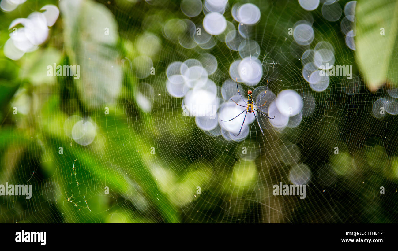Tropical forest spiders hi-res stock photography and images - Alamy
