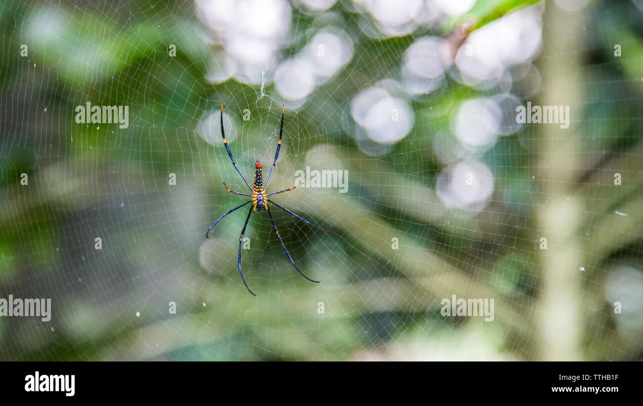 A female giant woods spider in the mountain forest of Taipei, big legs ...