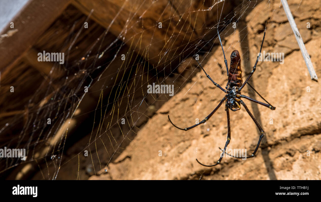 A female giant woods spider in a house mountain of Taipei, big legs ...