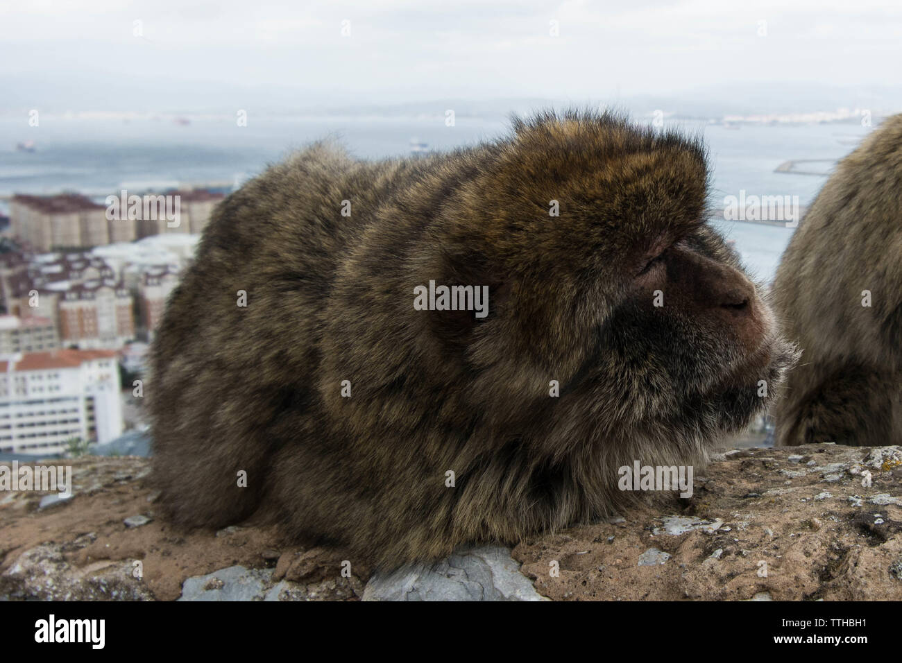 Type ape hi-res stock photography and images - Alamy