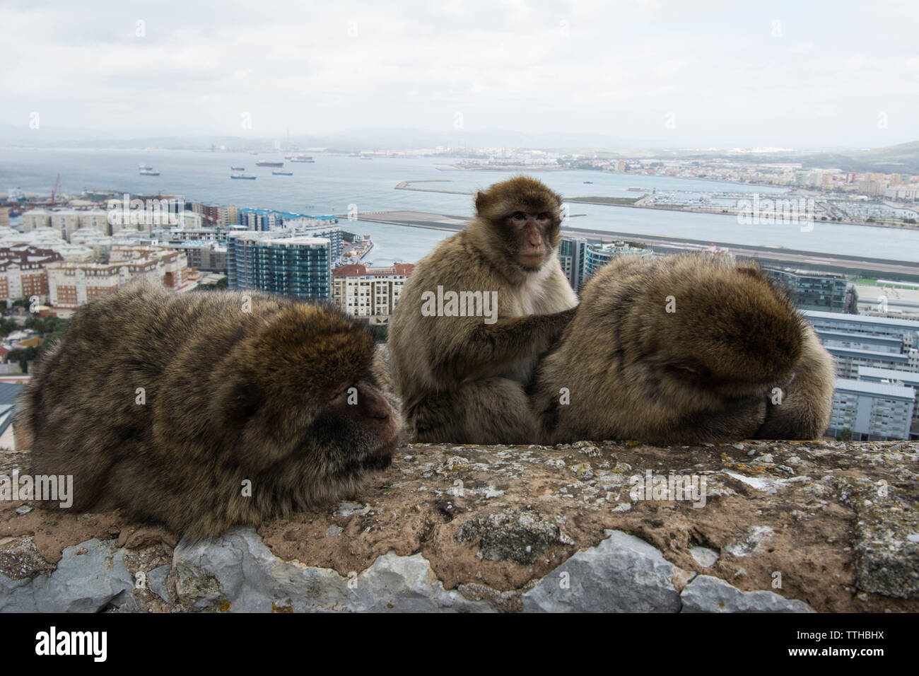 Barbary Apes Of Gibraltar Family High Resolution Stock Photography and ...