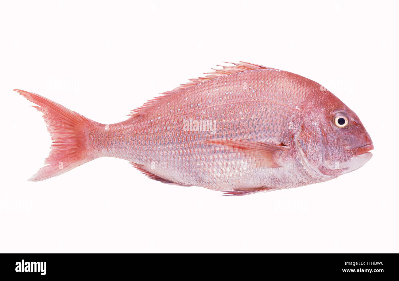 Fish raw isolated white hi-res stock photography and images - Alamy