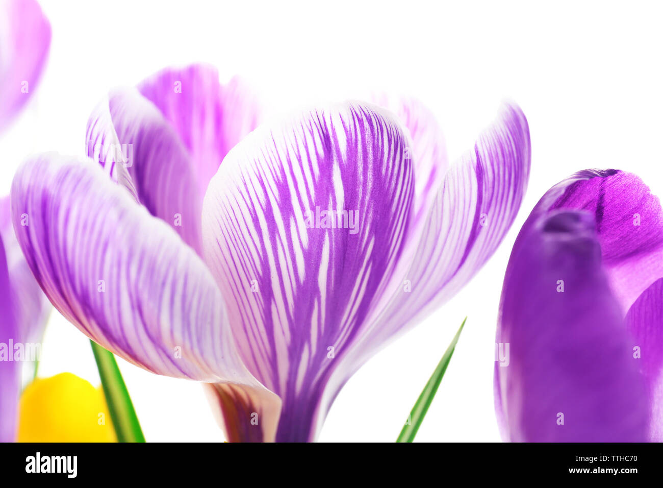 Beautiful crocus flowers on white background Stock Photo - Alamy