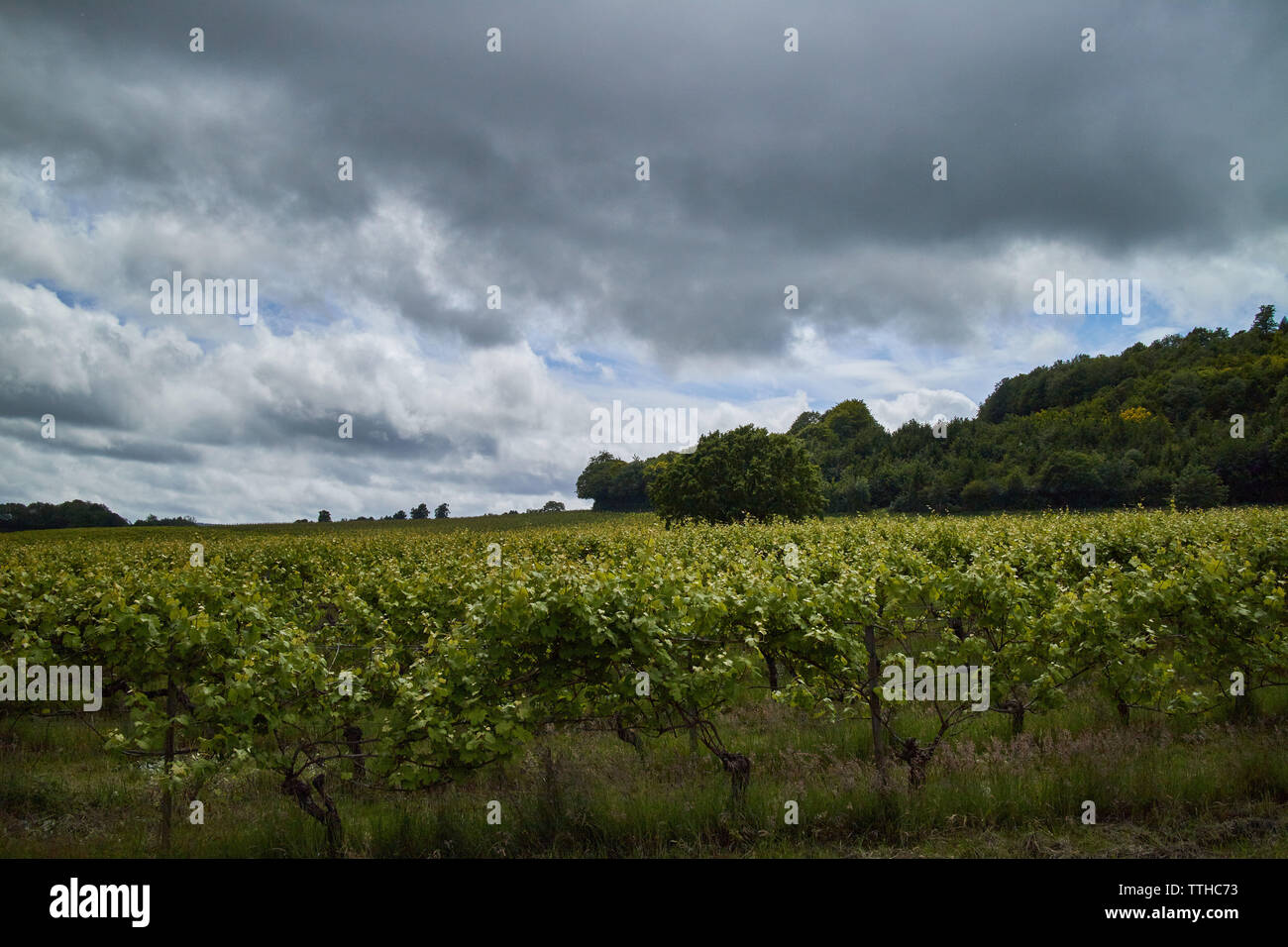 Rural road dramatic sky vineyard hi-res stock photography and images ...