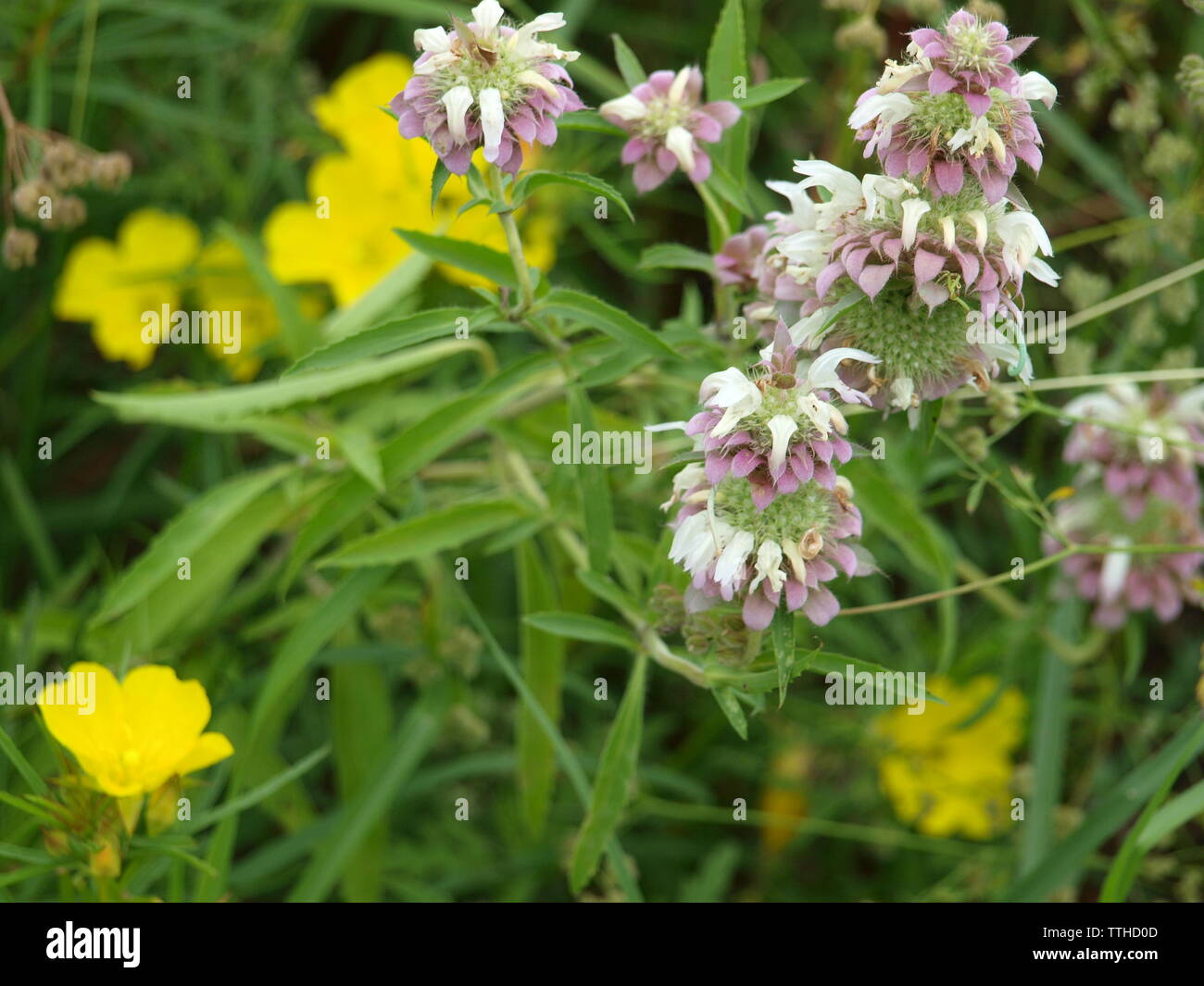 North Texas Wildflowers Where High Meadows Begin Stock Photo - Alamy