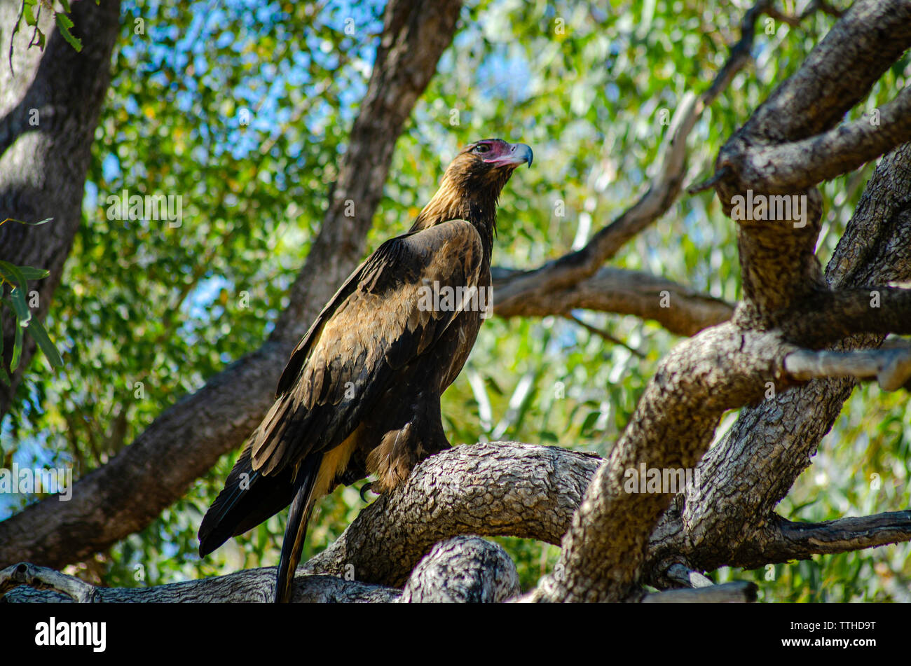 A Wedge-tail Eagle perches in a tree Stock Photo - Alamy