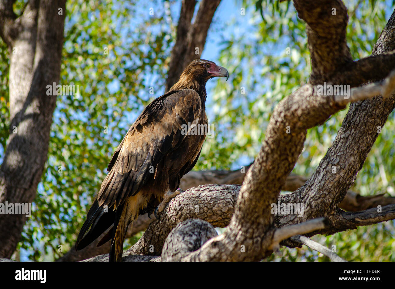 A Wedge-tail Eagle perches in a tree Stock Photo - Alamy