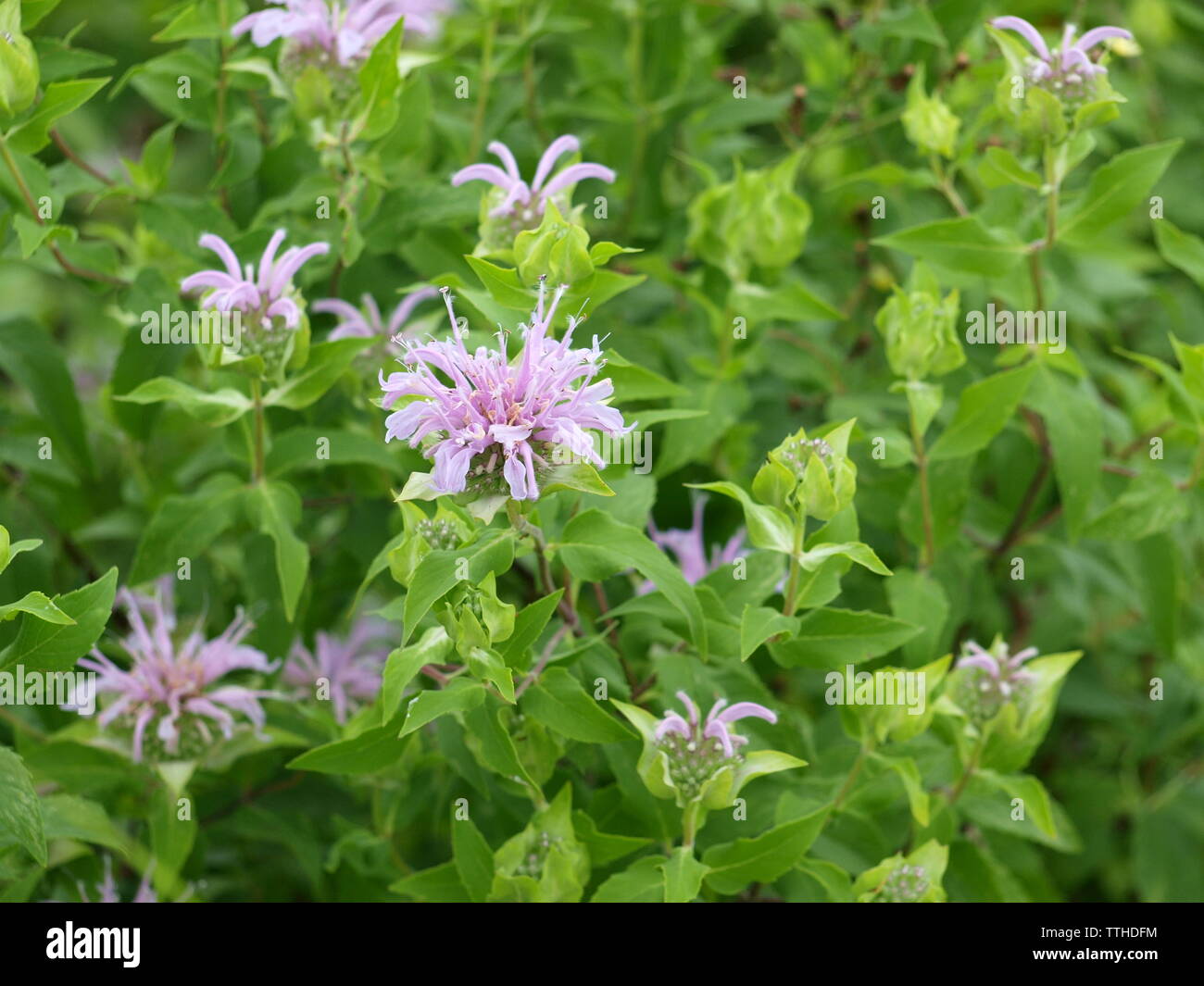 North Texas Wildflowers Where High Meadows Begin Stock Photo - Alamy