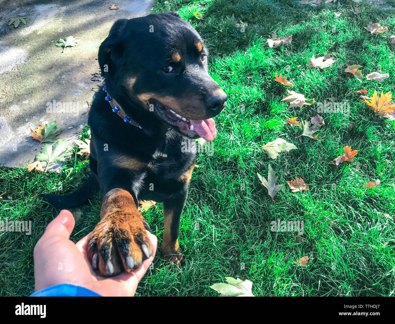 Are Rottweilers Loyal