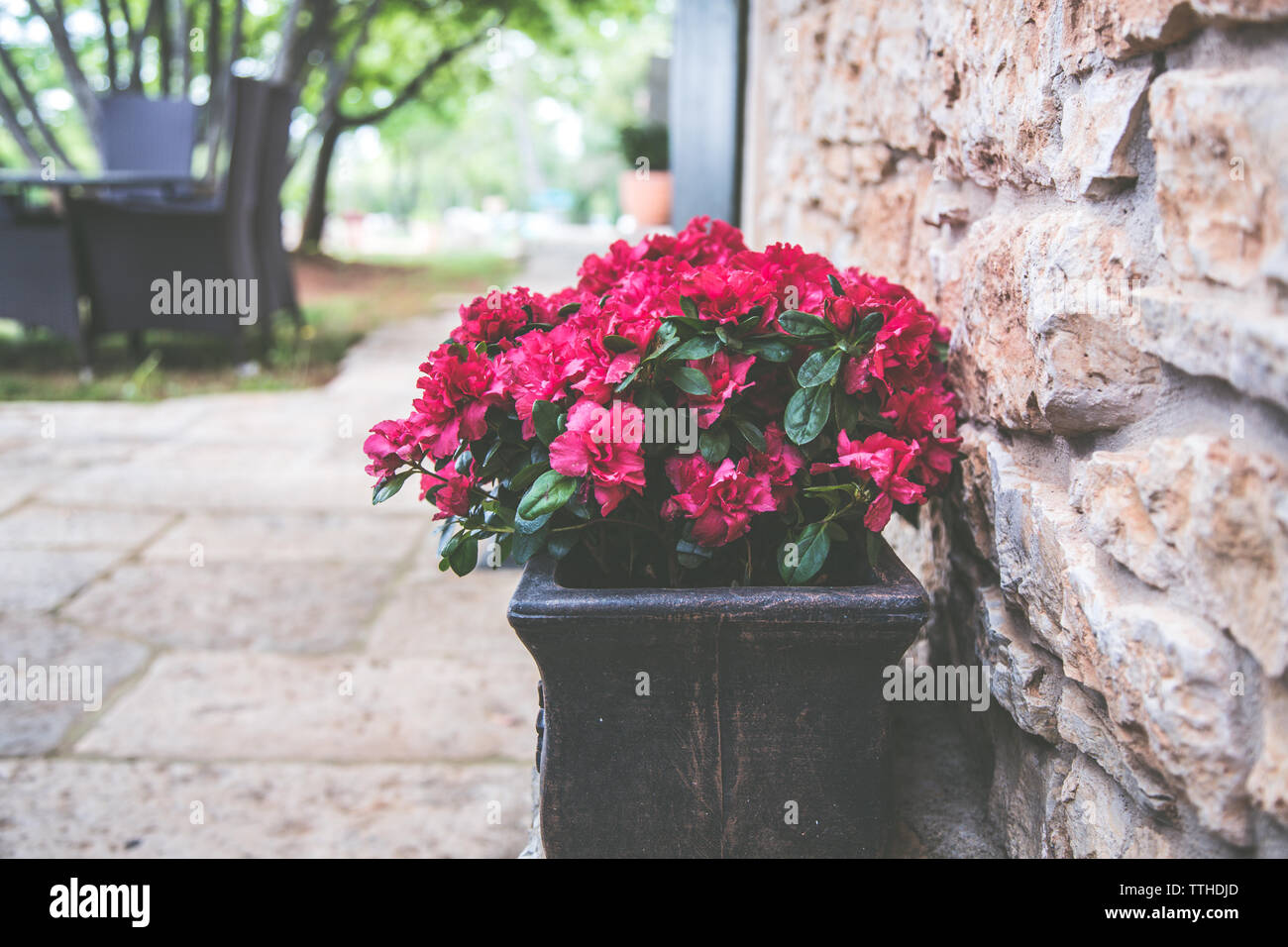 Croatia, Istria - flowers in Spring Stock Photo - Alamy