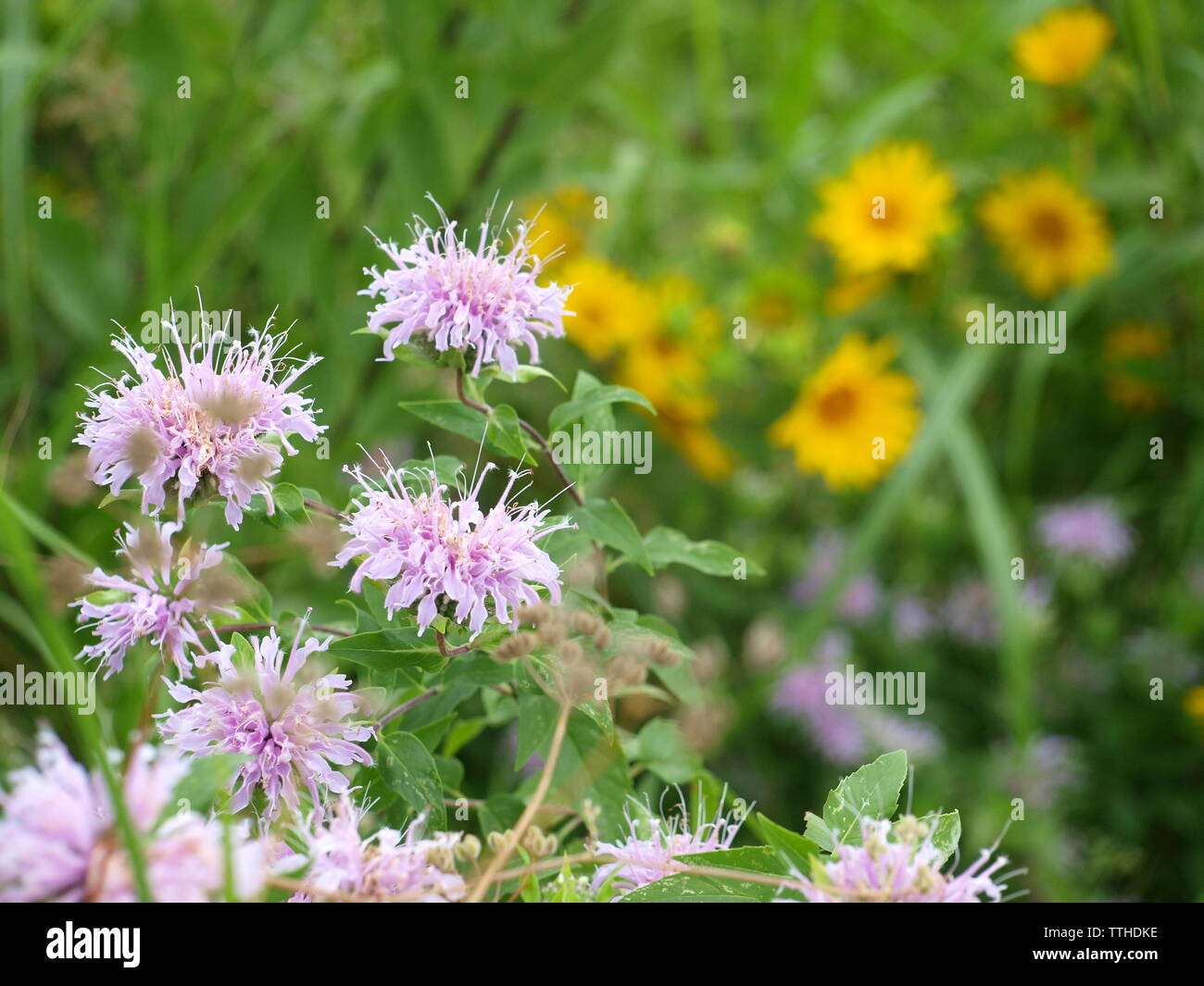 North Texas Wildflowers Where High Meadows Begin Stock Photo - Alamy