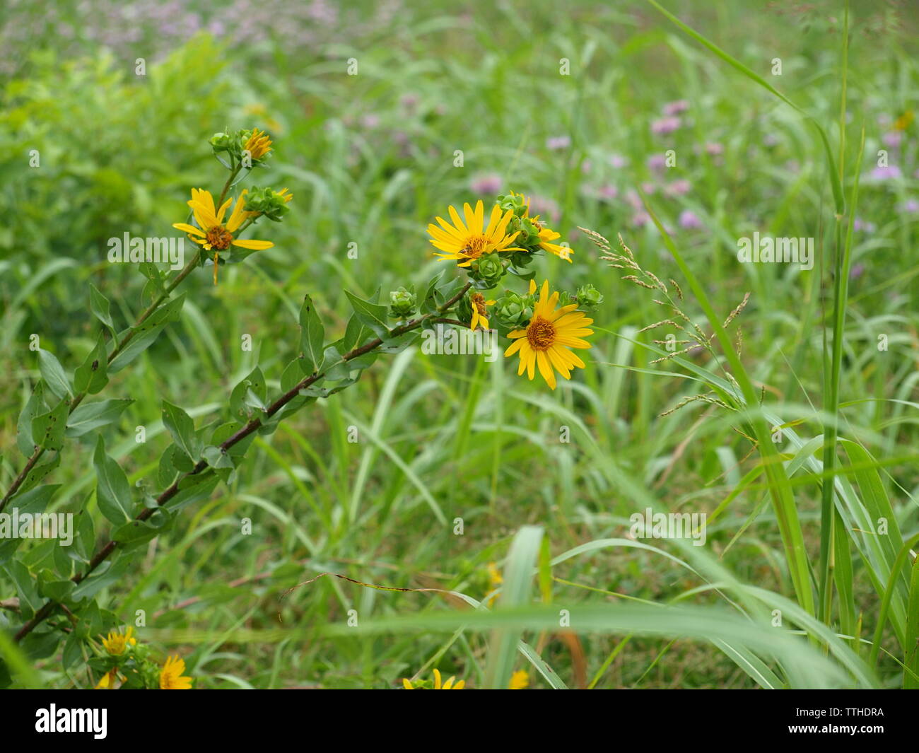 North Texas Wildflowers Where High Meadows Begin Stock Photo - Alamy
