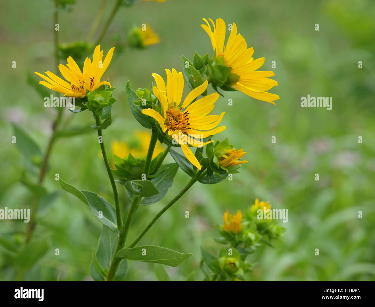 North Texas Wildflowers Where High Meadows Begin Stock Photo - Alamy