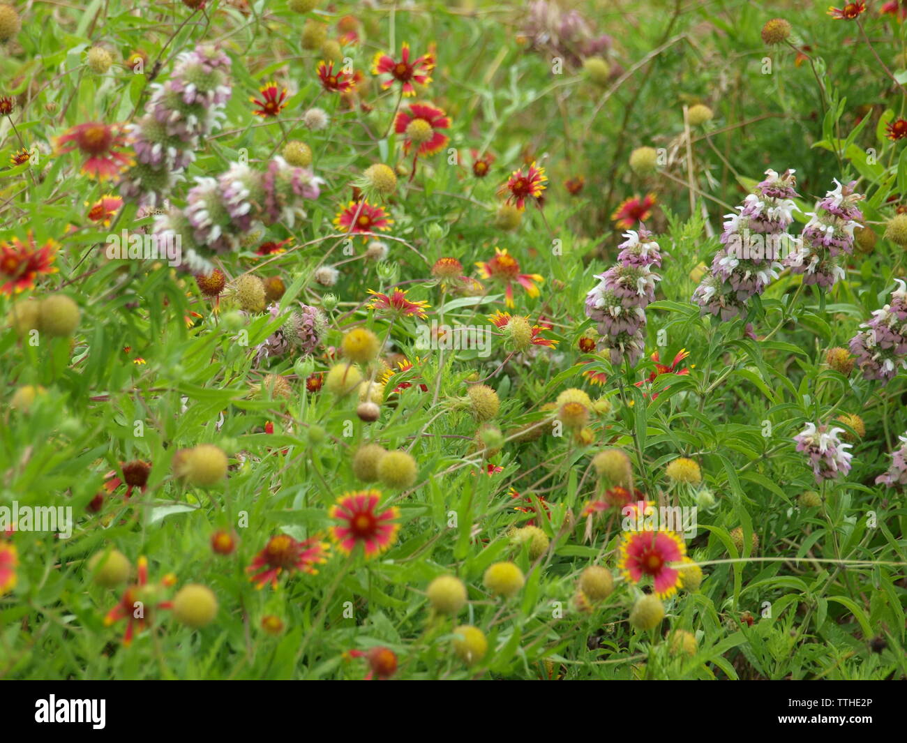 North Texas Wildflowers Where High Meadows Begin Stock Photo - Alamy