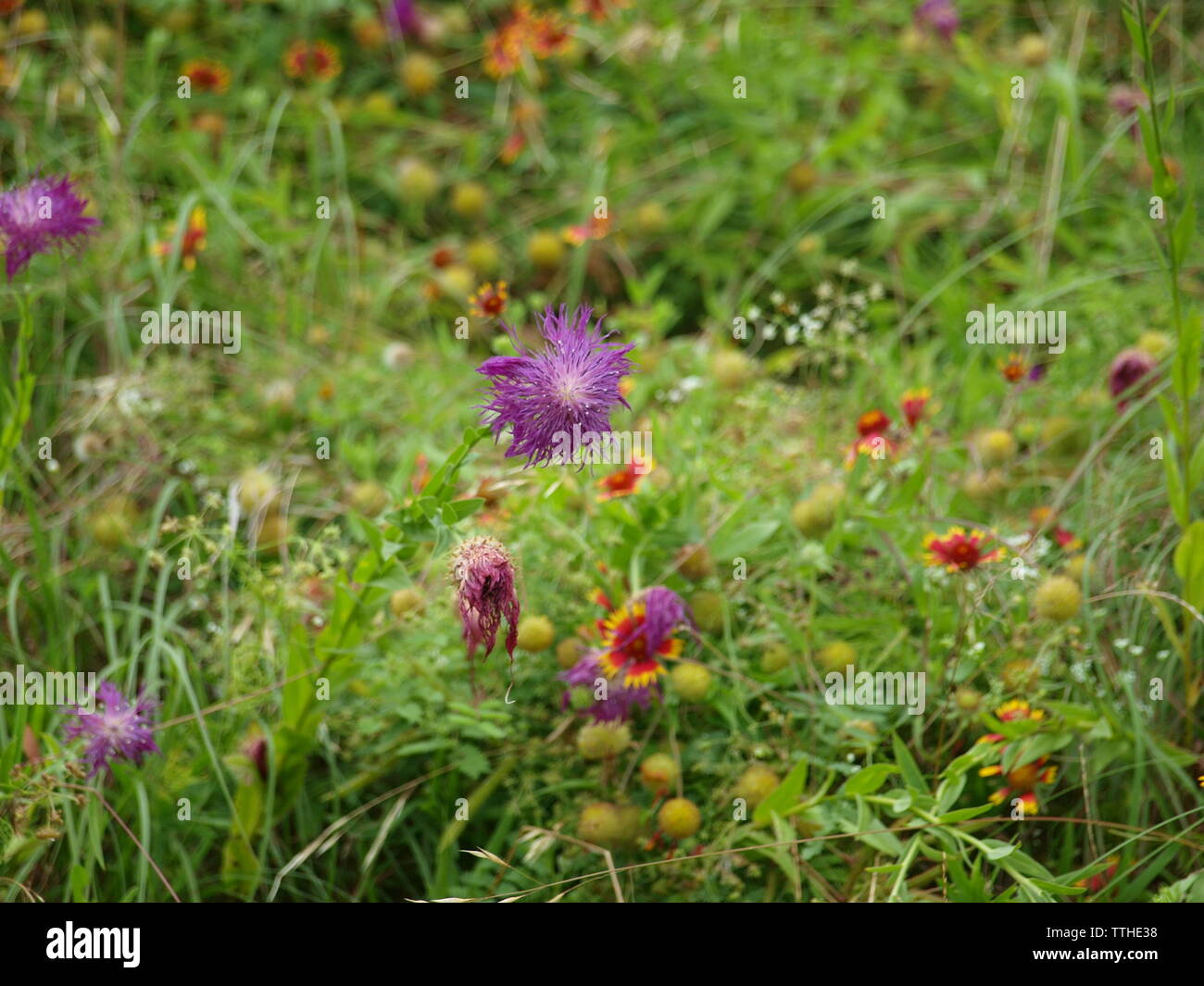 North Texas Wildflowers Where High Meadows Begin Stock Photo - Alamy