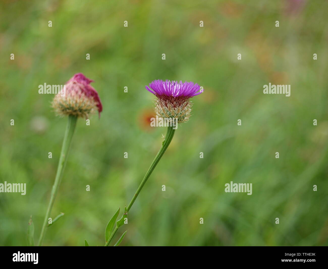 North Texas Wildflowers Where High Meadows Begin Stock Photo - Alamy