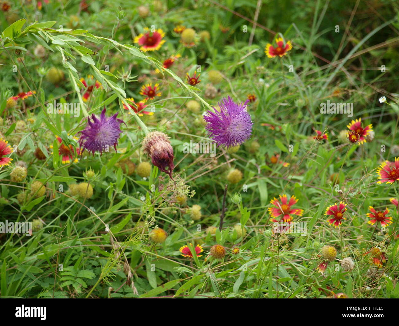 North Texas Wildflowers Where High Meadows Begin Stock Photo - Alamy