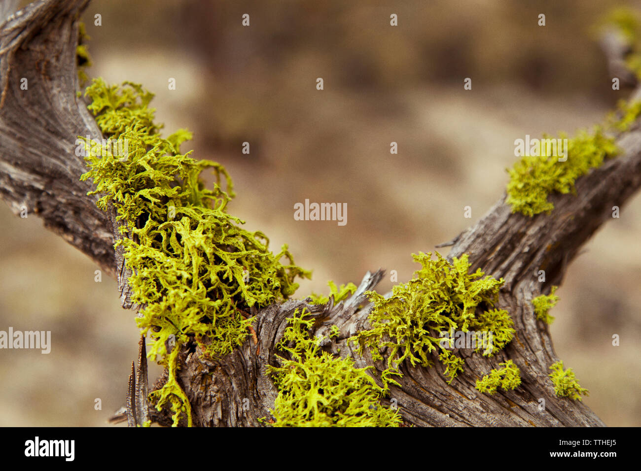 Growing growth natural nature hi-res stock photography and images - Alamy