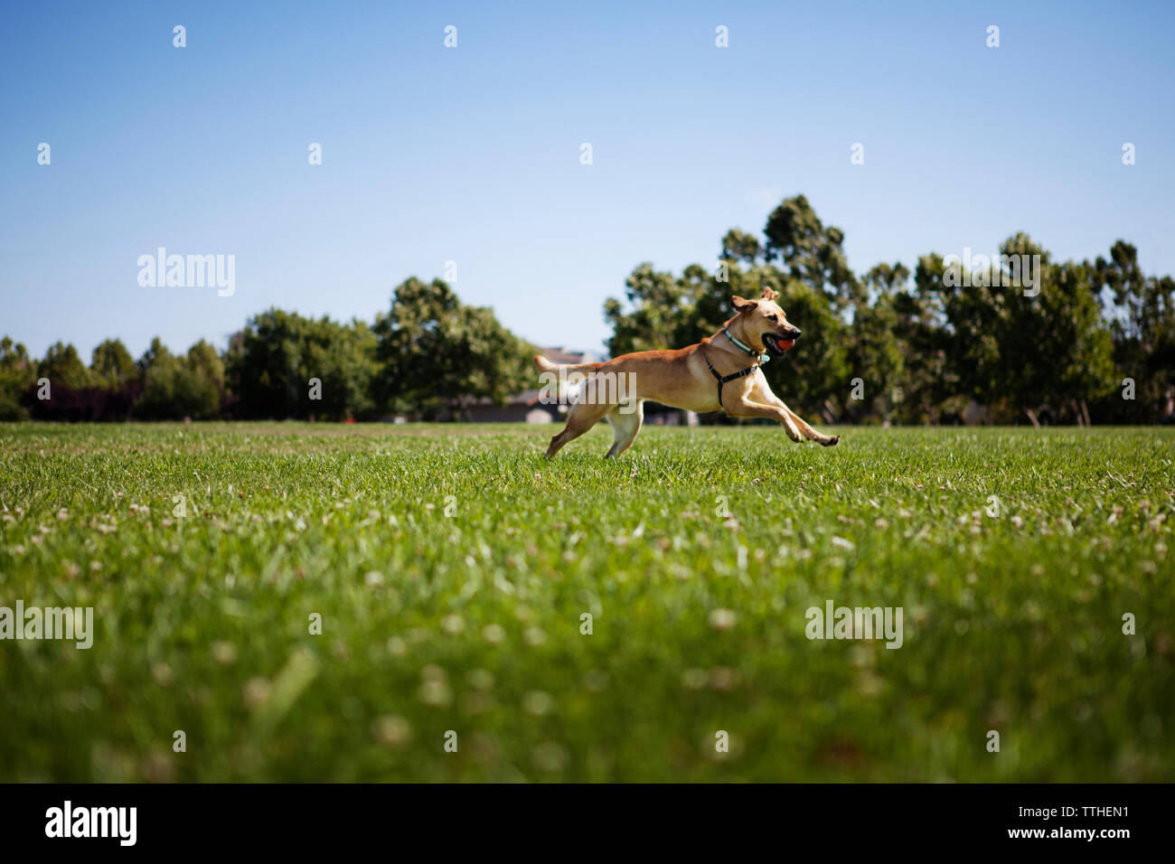 Dog running side view hi-res stock photography and images - Alamy