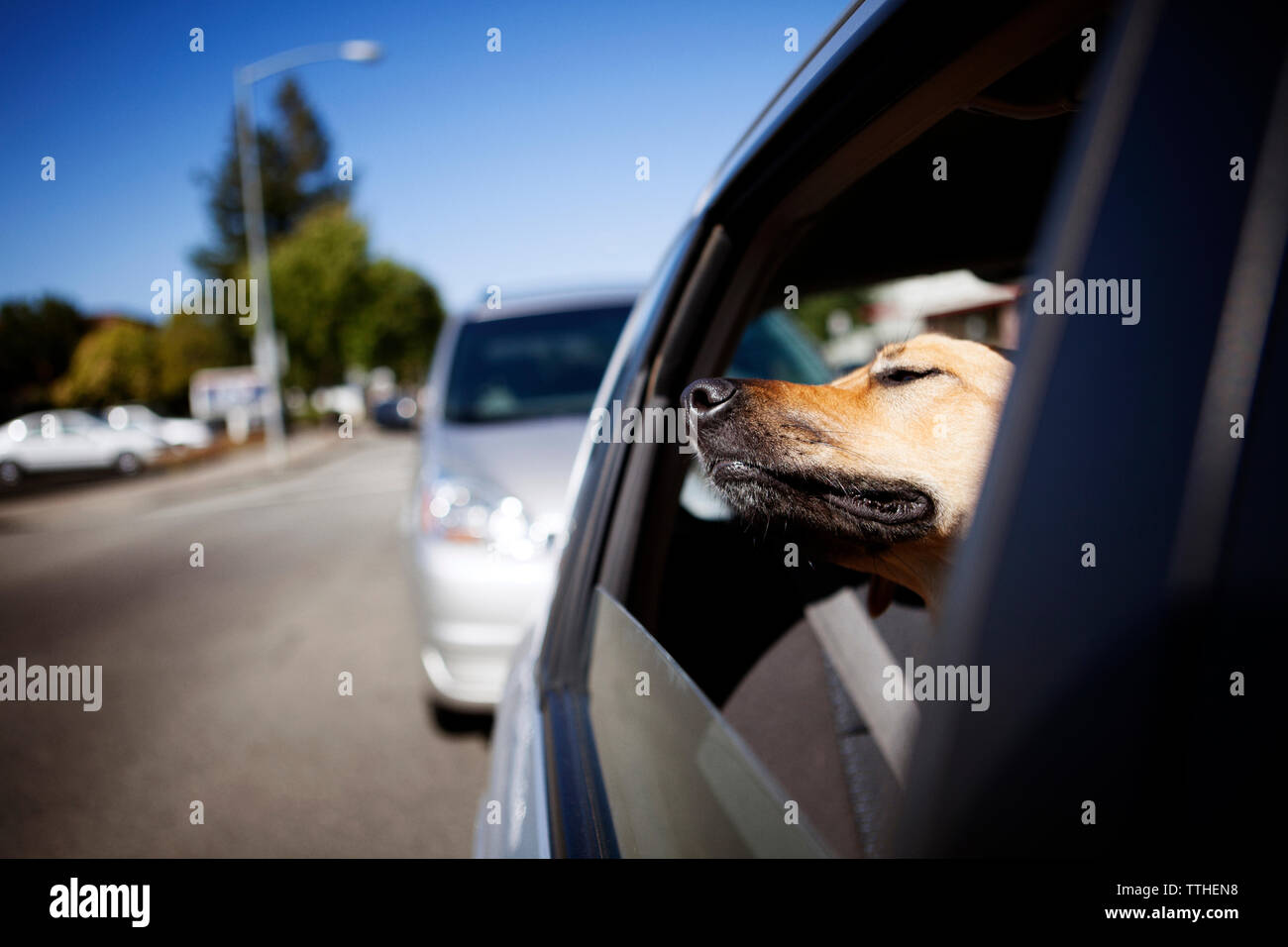 Dog cars hi-res stock photography and images - Alamy