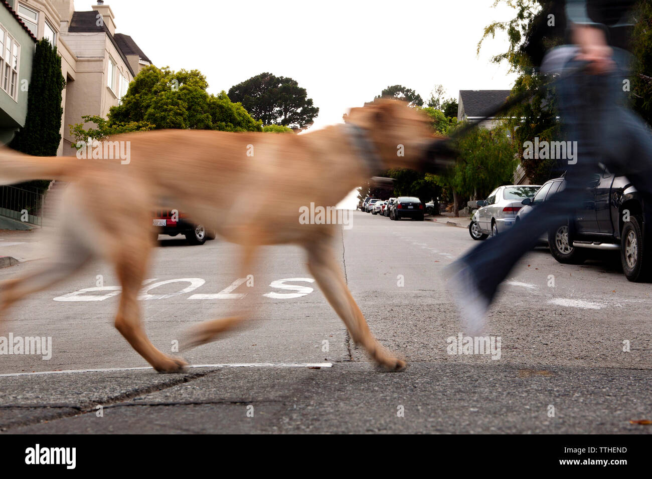 Blurred motion of woman and dog running on street Stock Photo - Alamy