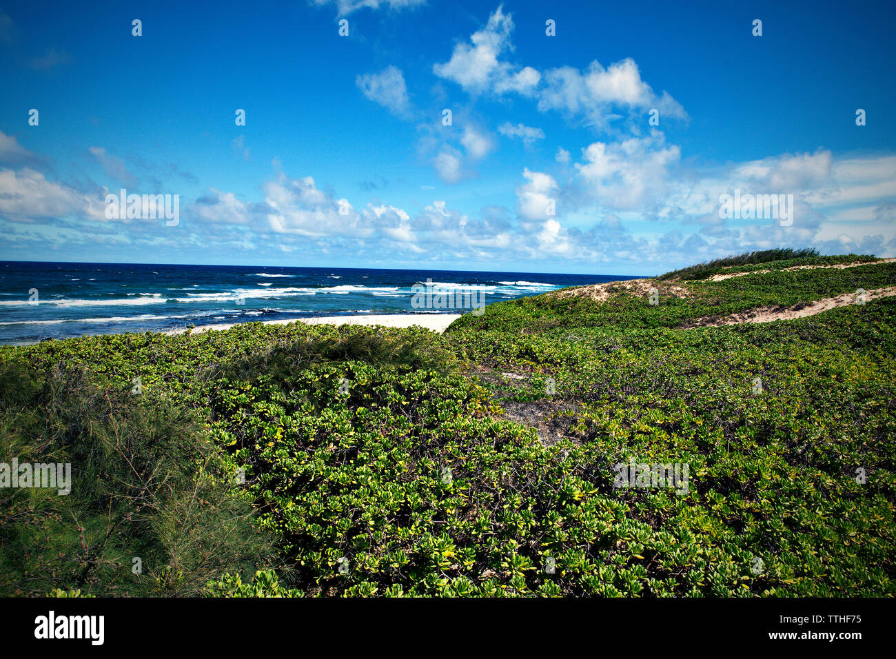 Sea water plants hi-res stock photography and images - Alamy