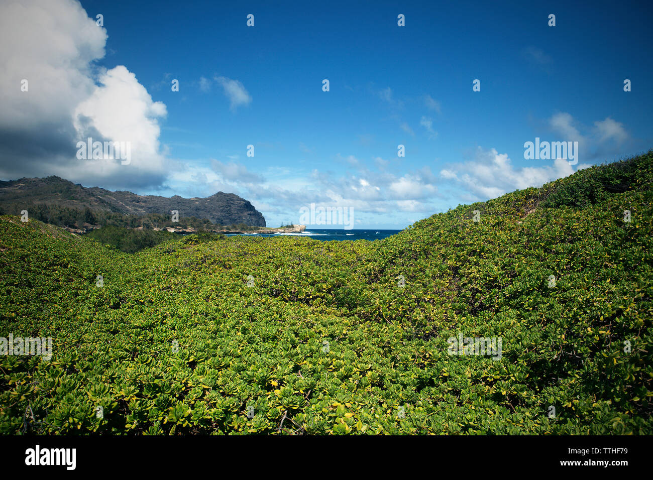 Shore plants hi-res stock photography and images - Alamy