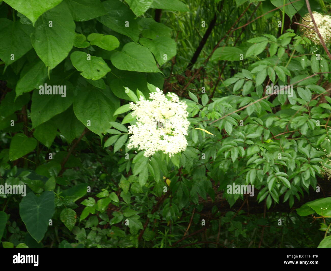 North Texas Wildflowers Where High Meadows Begin Stock Photo - Alamy