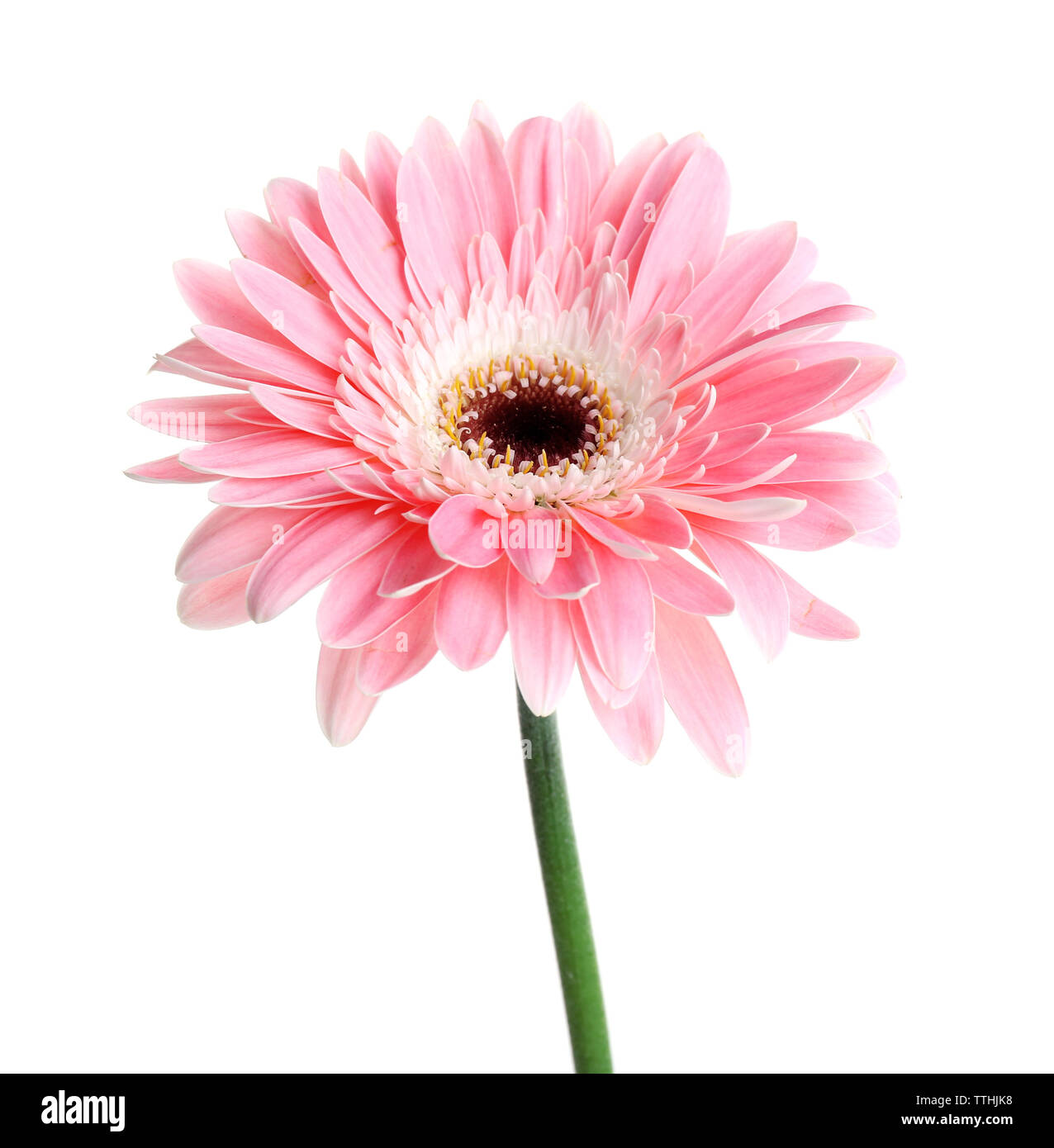 Pink gerber isolated on white Stock Photo - Alamy