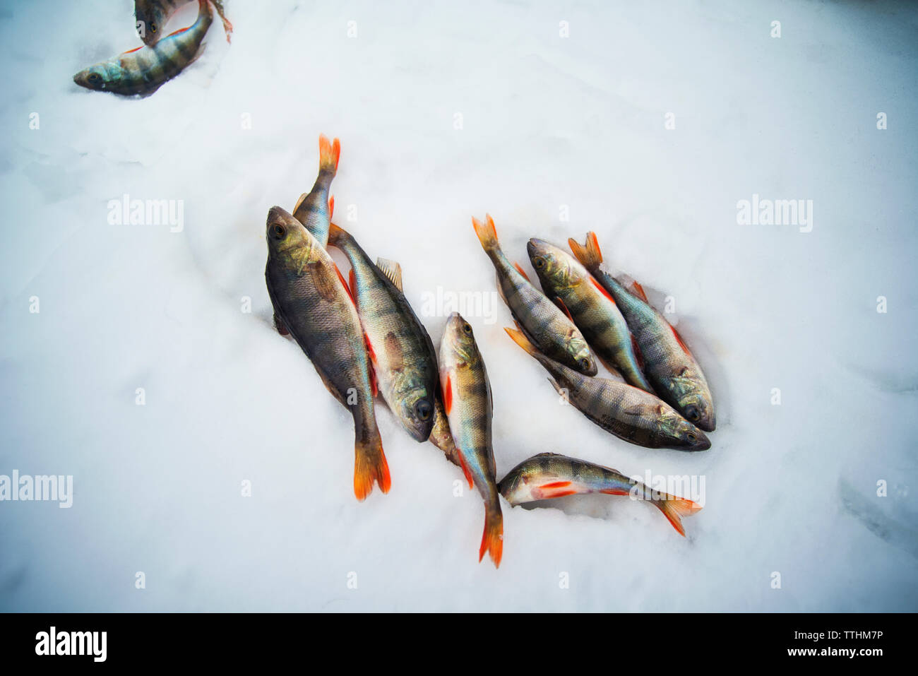 High angle view of fishes on frozen lake Stock Photo - Alamy