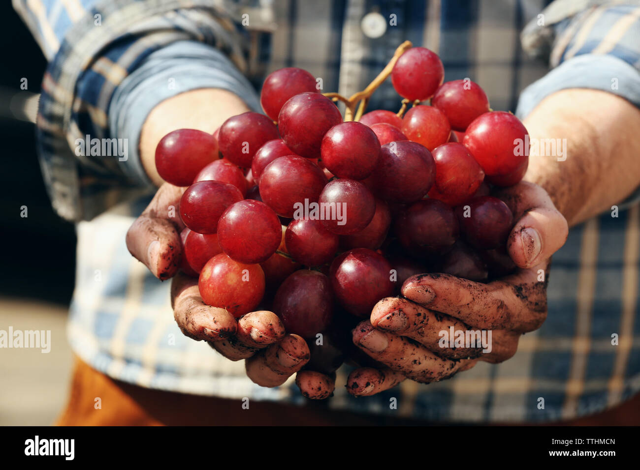 Man holding big bunch of grapes Stock Photo - Alamy