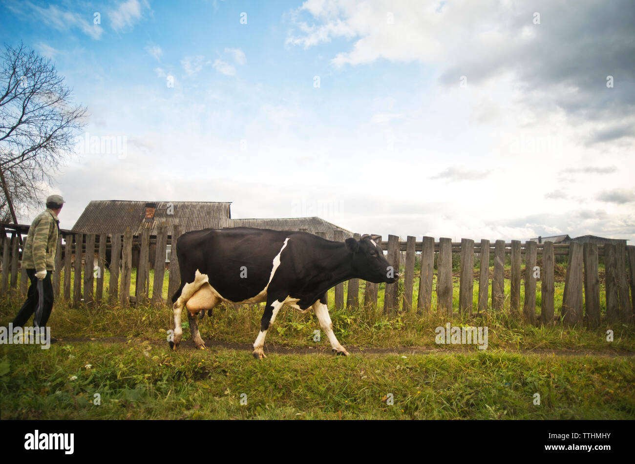 Man with cow hi-res stock photography and images - Alamy