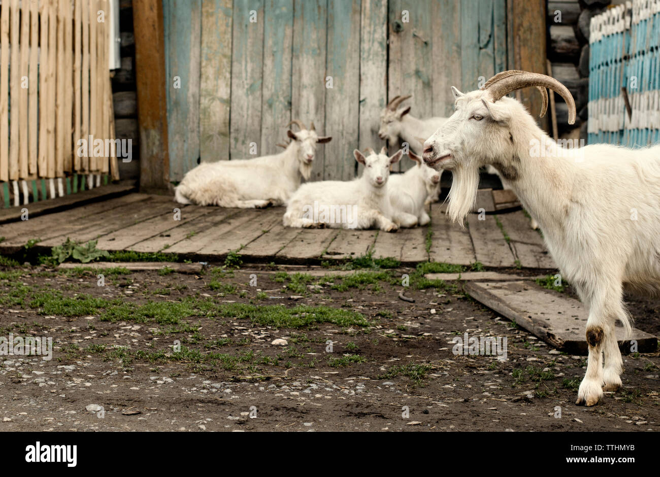 Goats relaxing at farm Stock Photo - Alamy