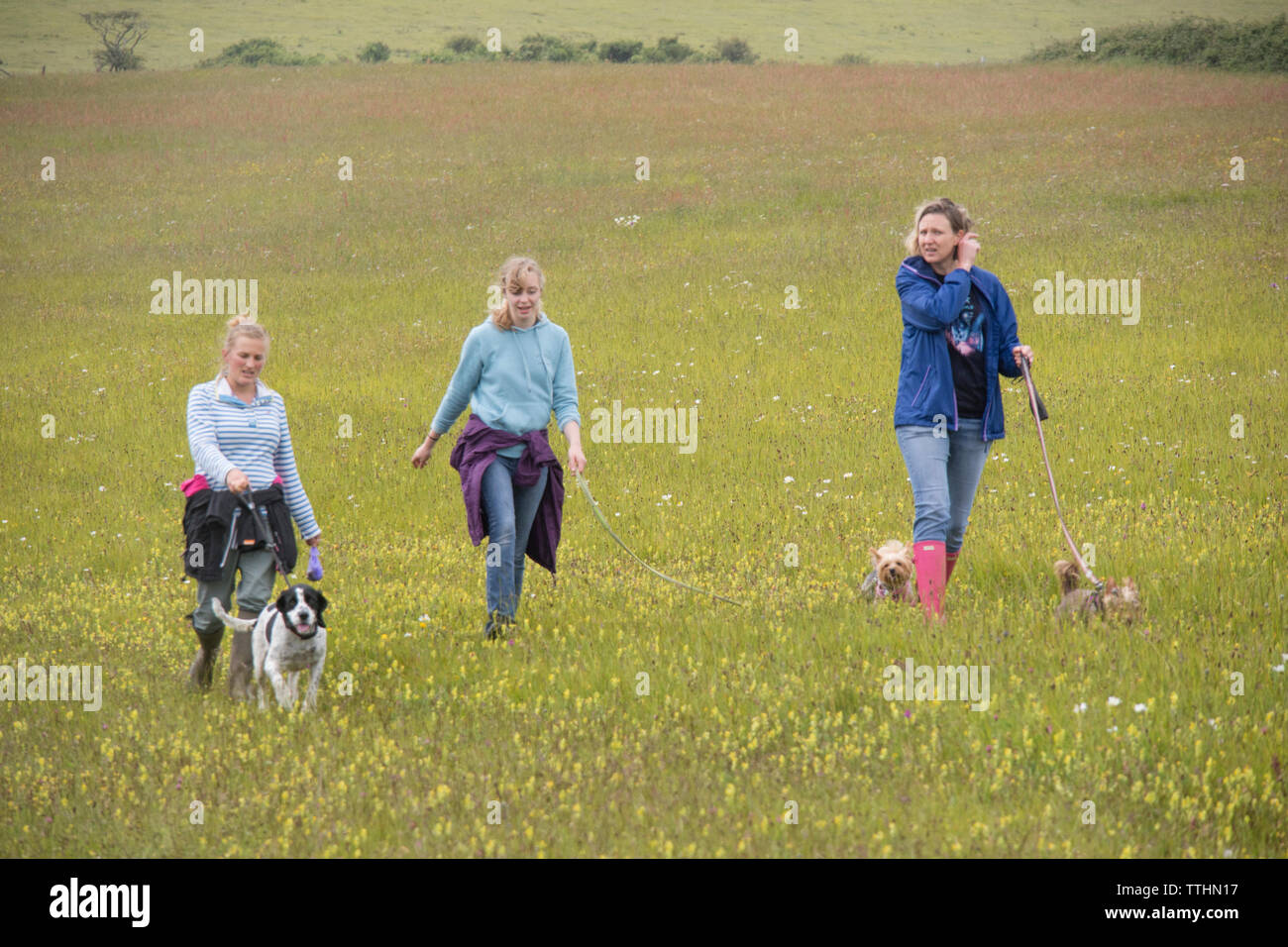 Walking the dog dogs hi-res stock photography and images - Alamy