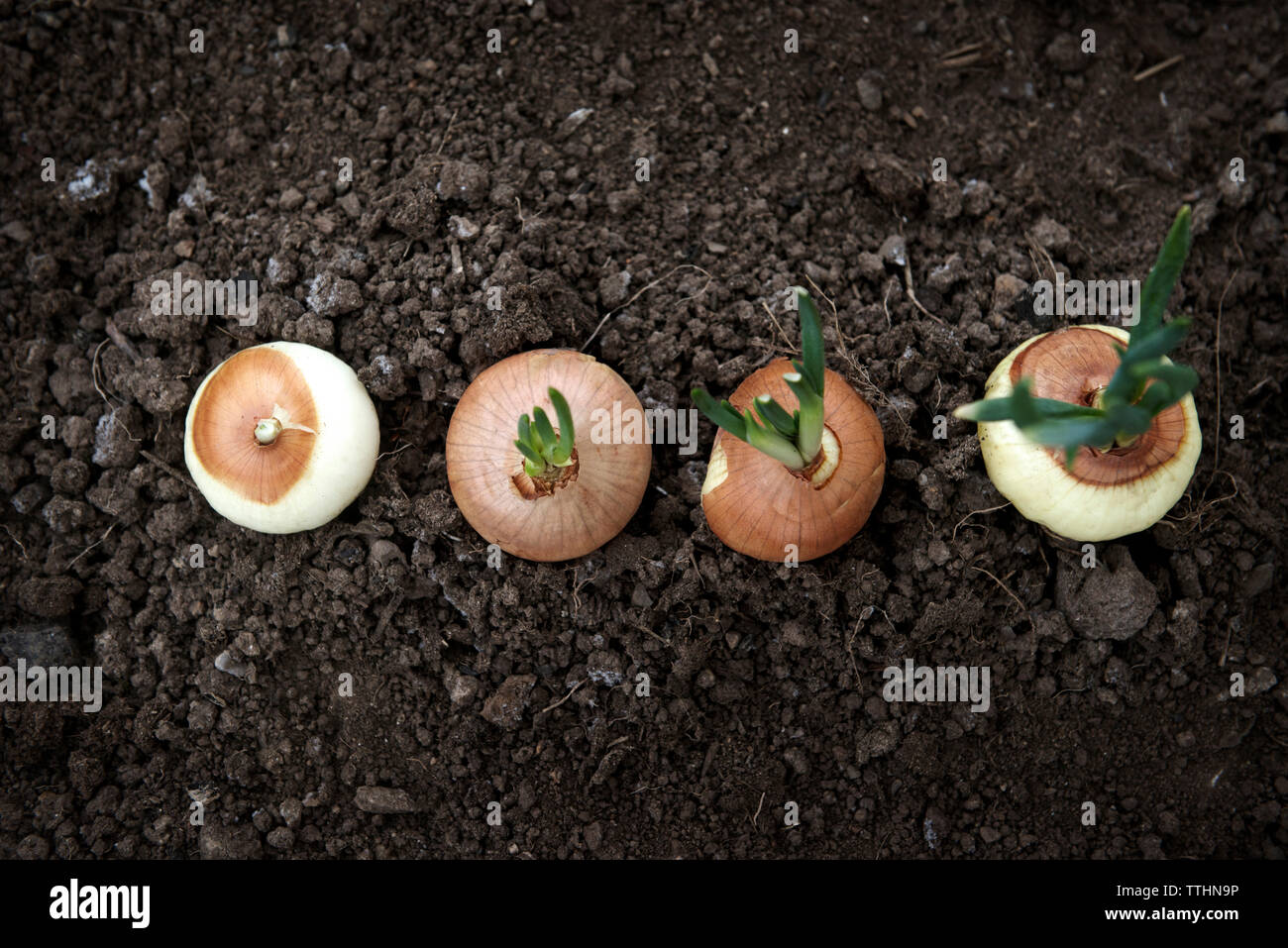 Overhead view of sprouting onions on field Stock Photo - Alamy