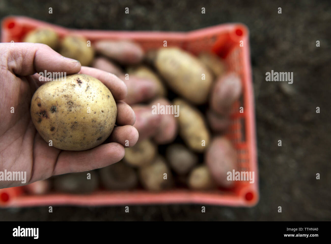 Hand one potato hi-res stock photography and images - Alamy
