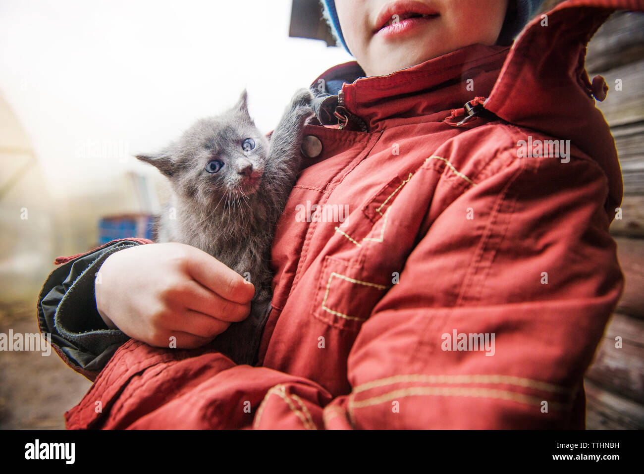 Cat carrying kitten hi-res stock photography and images - Alamy